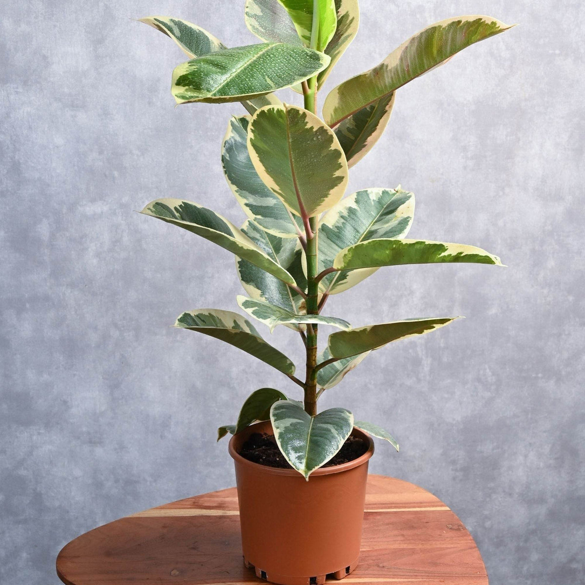 Ficus Robusta Variegata – adplants