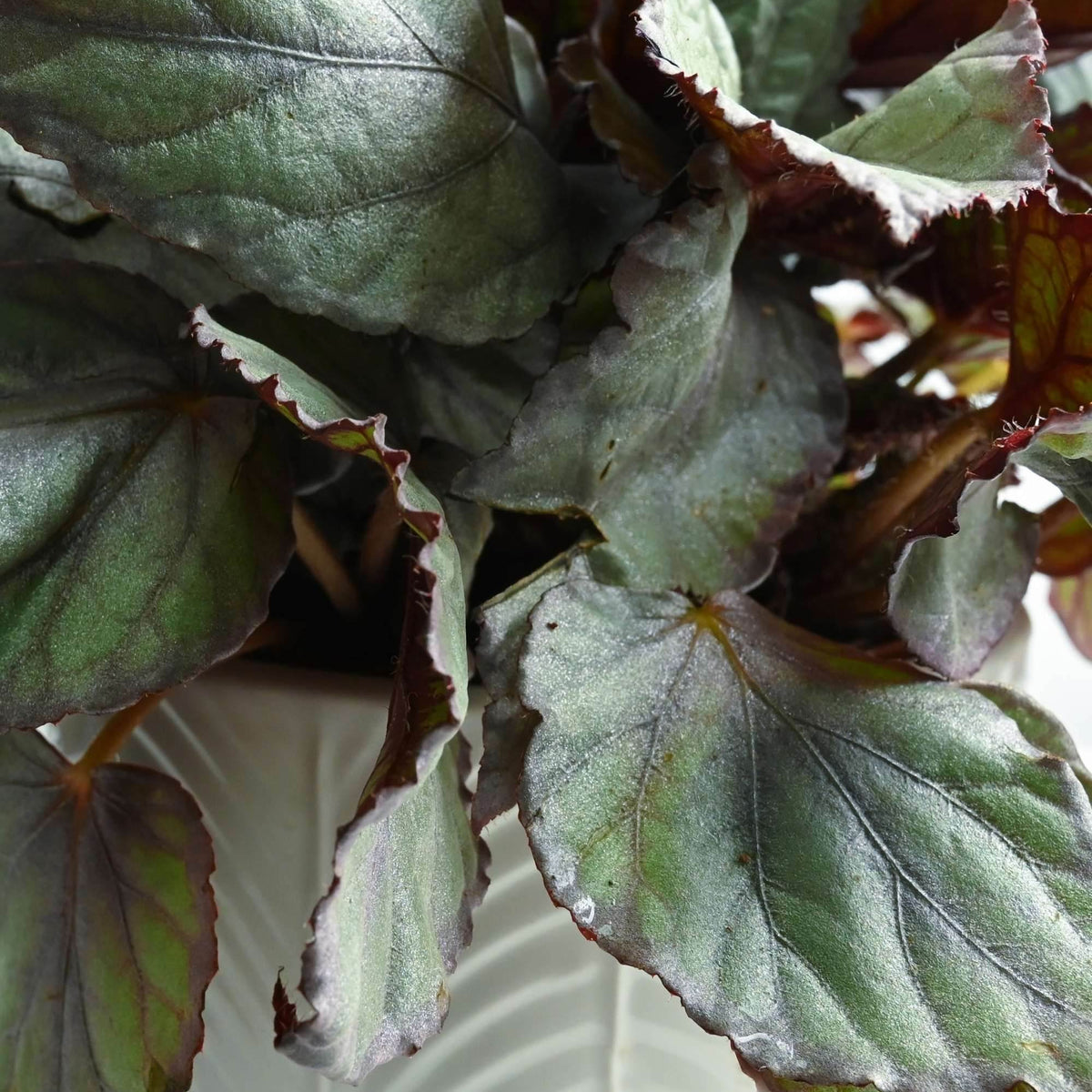 Begonia Rex Green – Umm Al Salsal Trading Flowers & Plants LLC