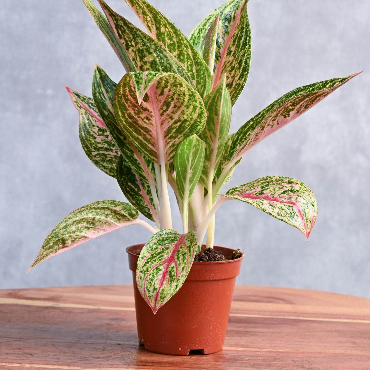 Aglaonema Cocomelon – Adplants