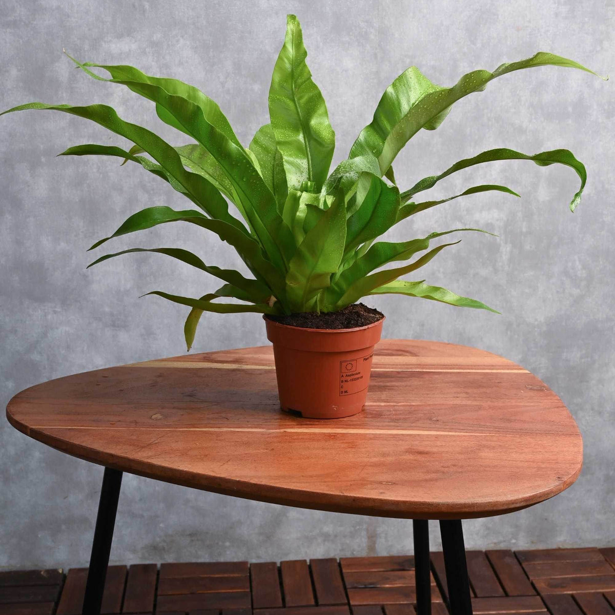 Asplenium Nidus – adplants