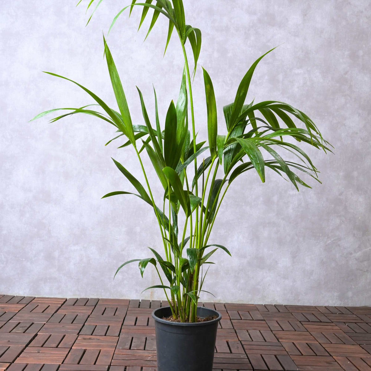 Howea forsteriana – Adplants