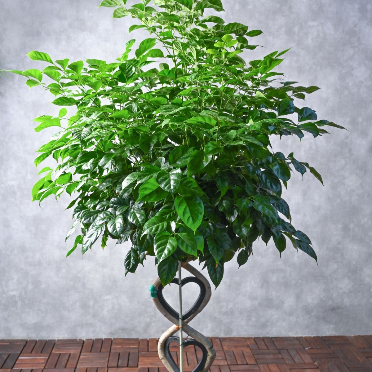 Radermachera sinica Heart – Adplants