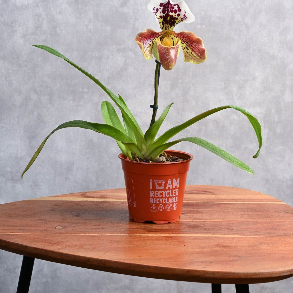 Paphiopedilum Pinocchio – Umm Al Salsal Trading Flowers & Plants LLC