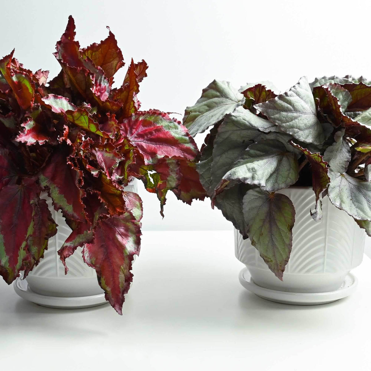 Begonia rex-cultorum varieties – adplants