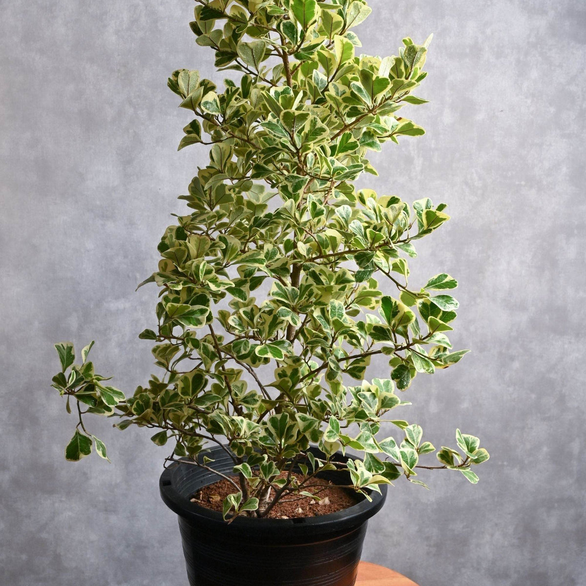 Ficus triangularis variegated – Umm Al Salsal Trading Flowers & Plants LLC