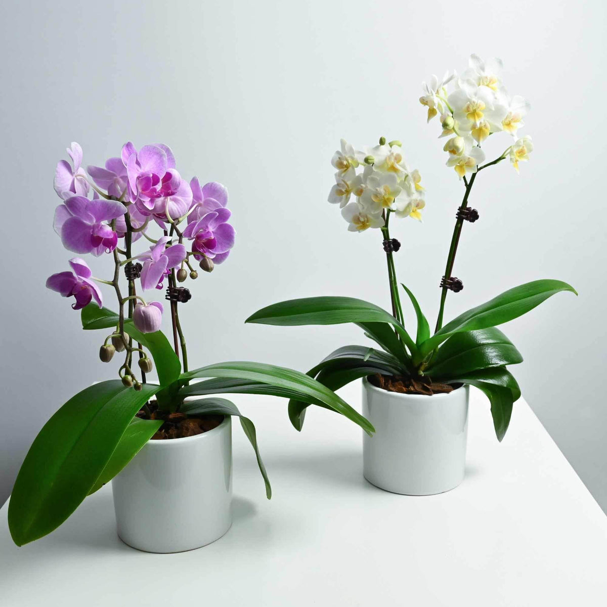 Beginner Set - Phalaenopsis Dwarf Double Stem – adplants