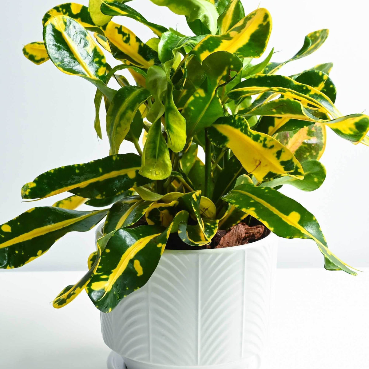 Codiaeum Variegatum 'Banana' – Umm Al Salsal Trading Flowers & Plants LLC