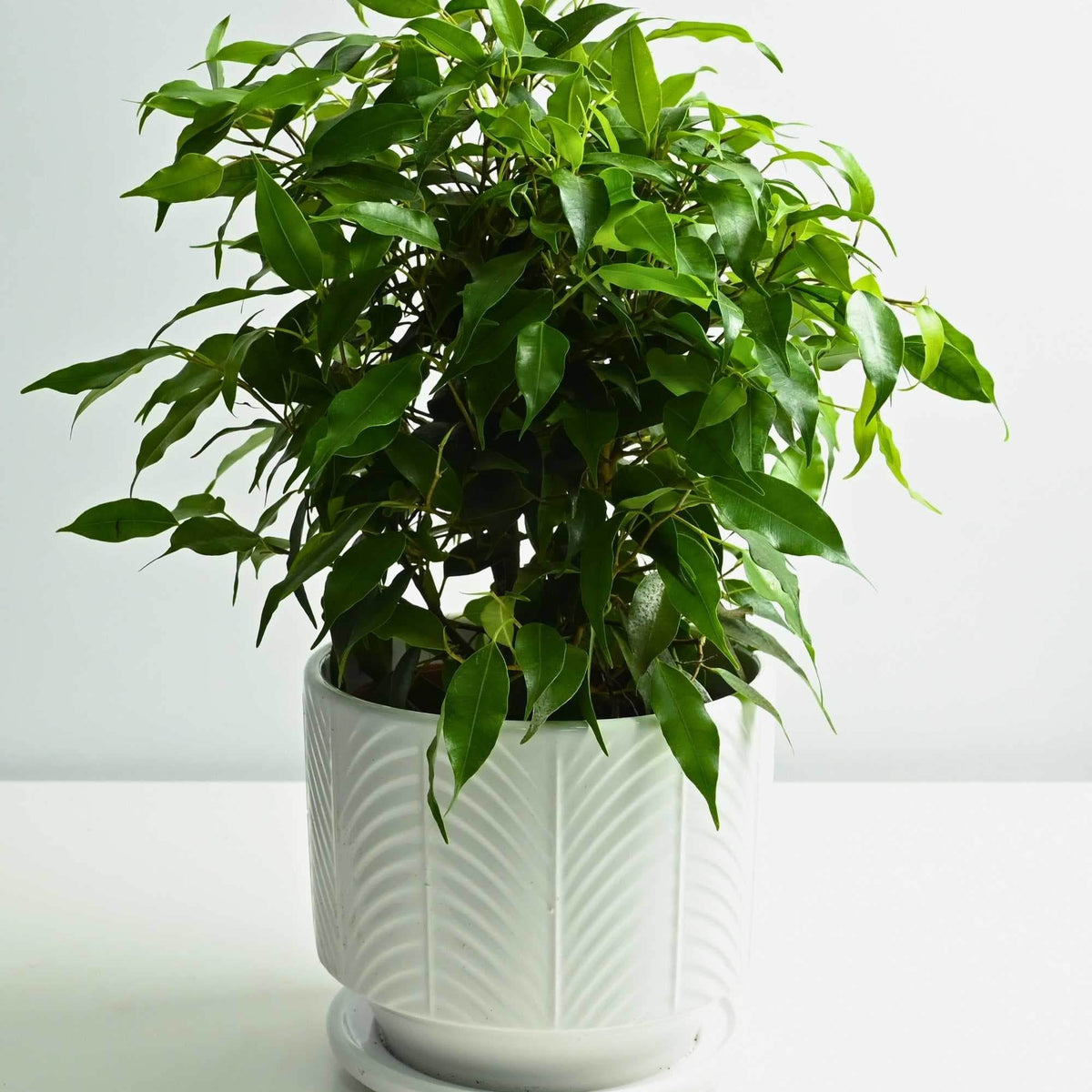 Weeping Fig – Adplants