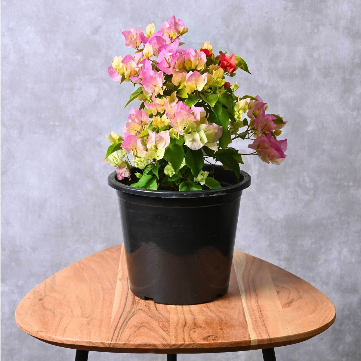 Bougainvillea Purple Coco Ice Mix – Adplants