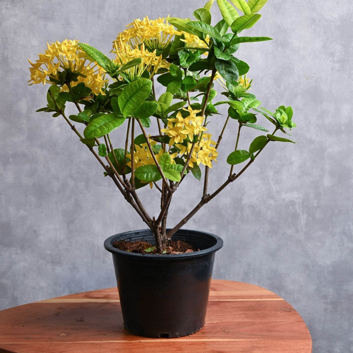 Ixora Coccinea – Adplants