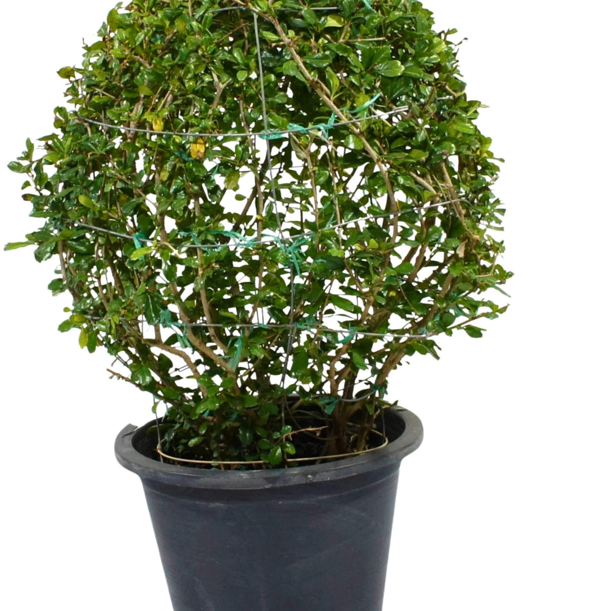 Ehretia - Ball Shape (Ehretia microphylla) – Adplants