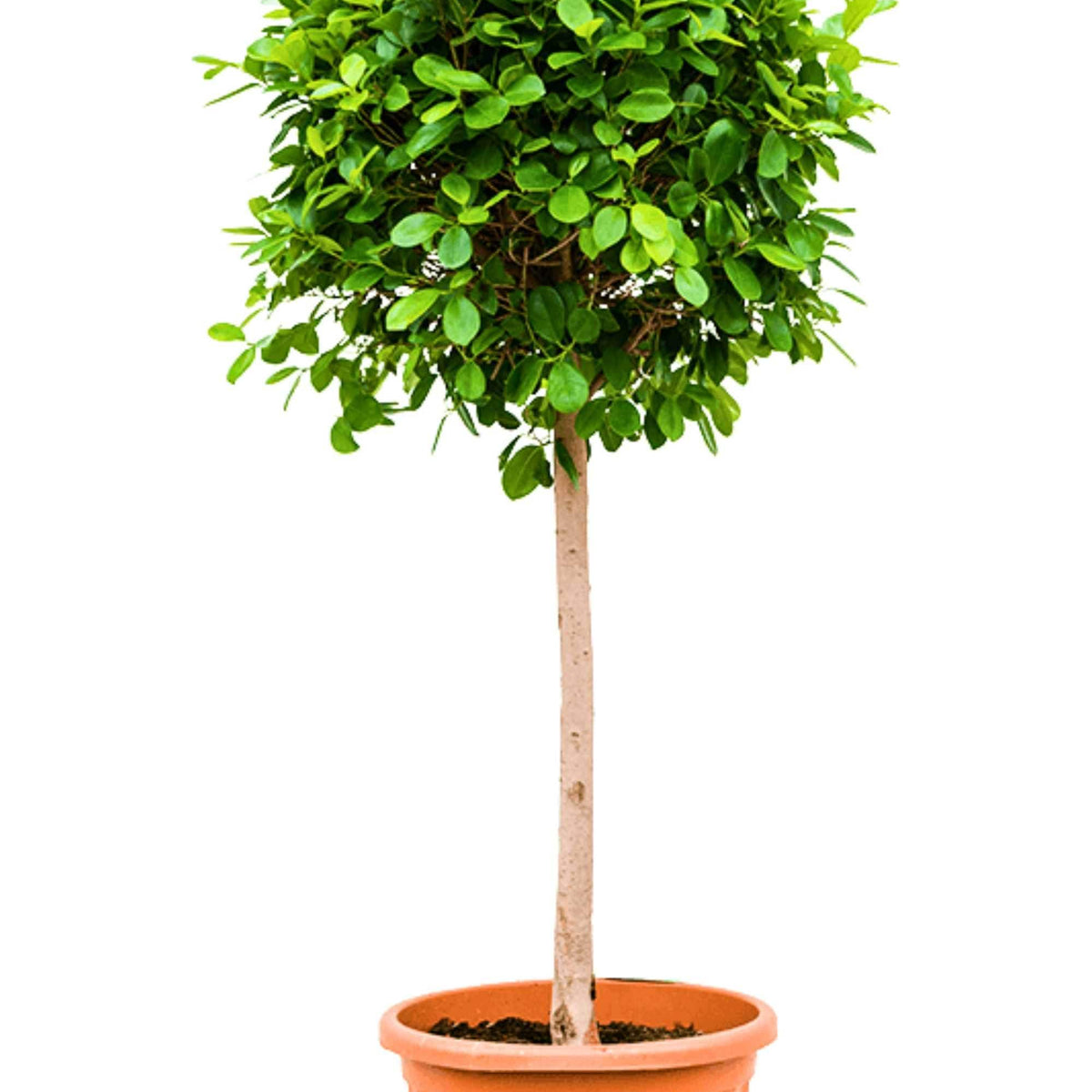 Ficus microcarpa Topiary – Umm Al Salsal Trading Flowers & Plants LLC