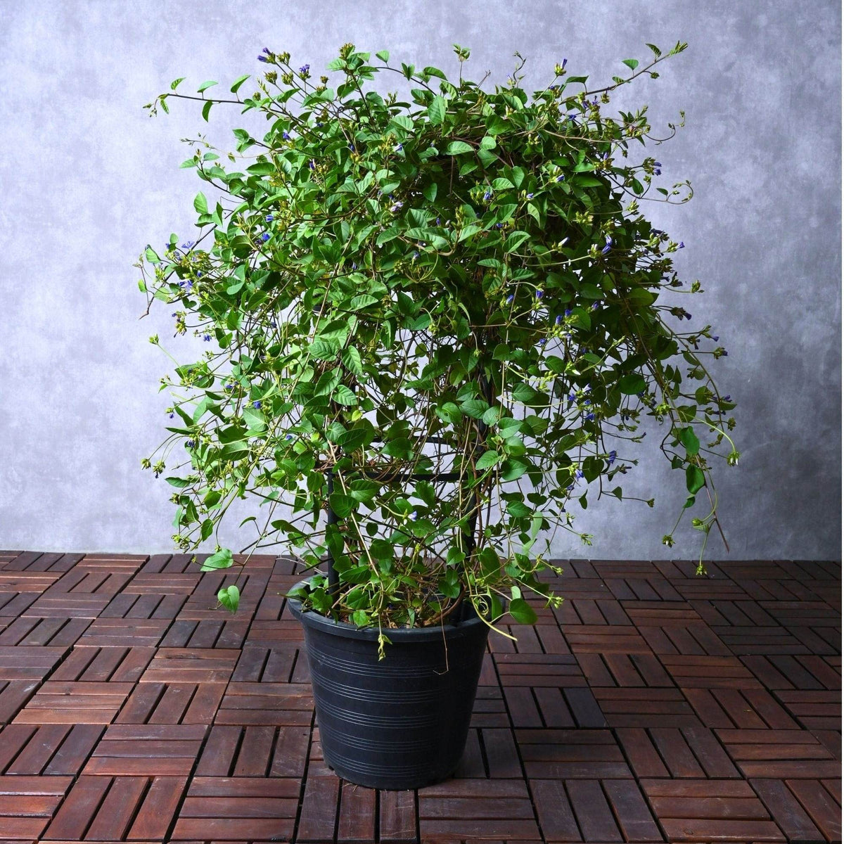 Blue Cluster Vine – Adplants