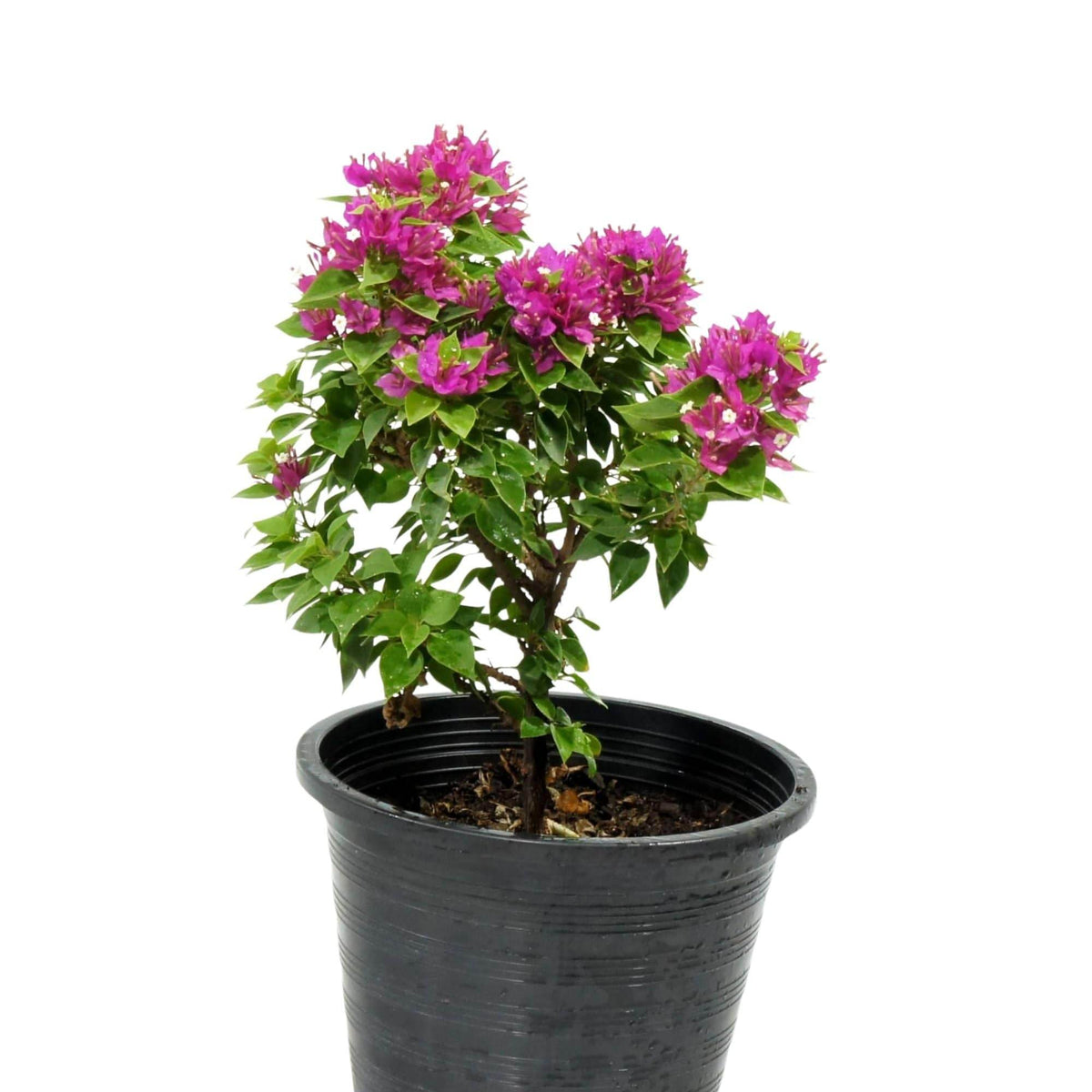 Bougainvillea 'Pink Pixie' – Umm Al Salsal Trading Flowers & Plants LLC
