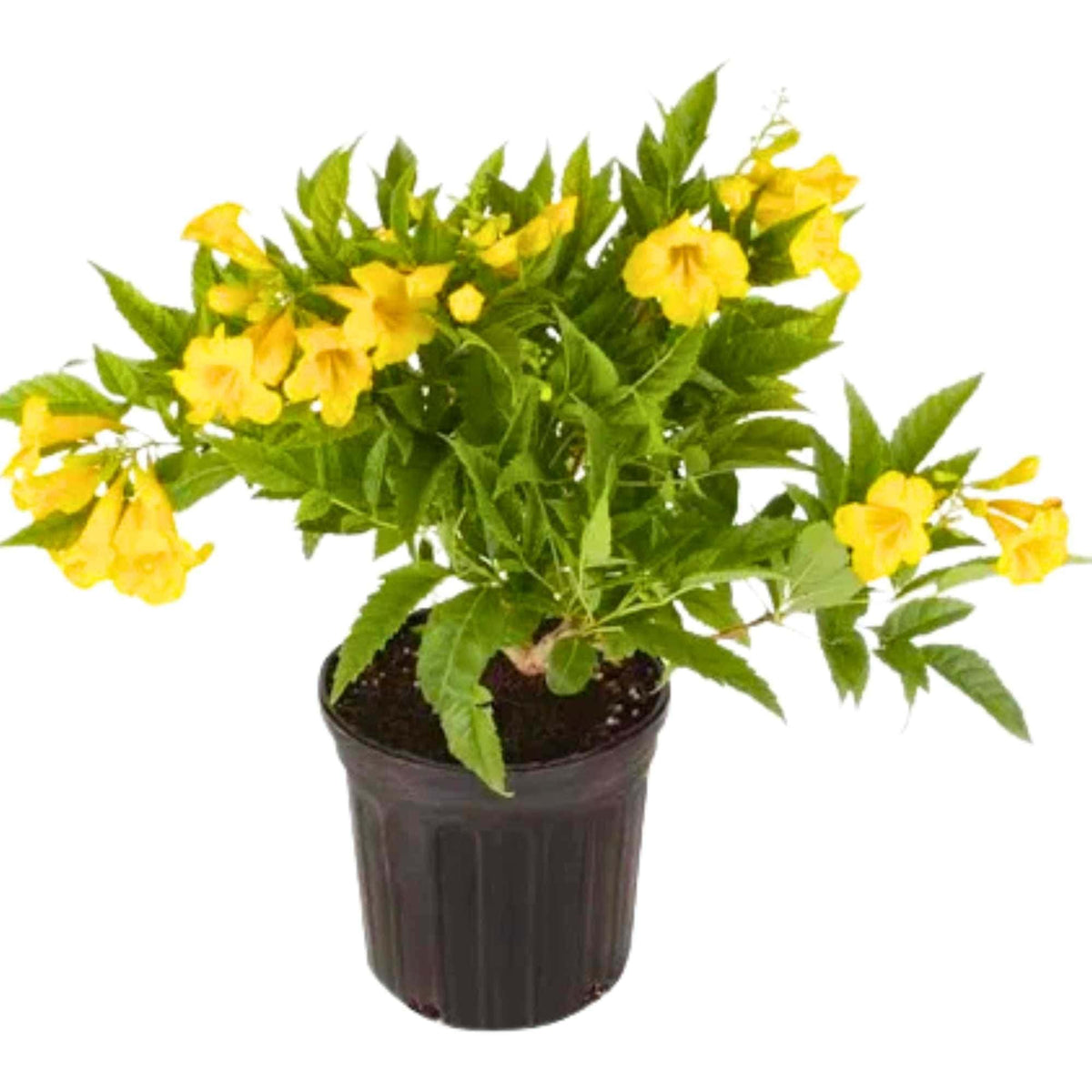 Tecoma Stans – Adplants