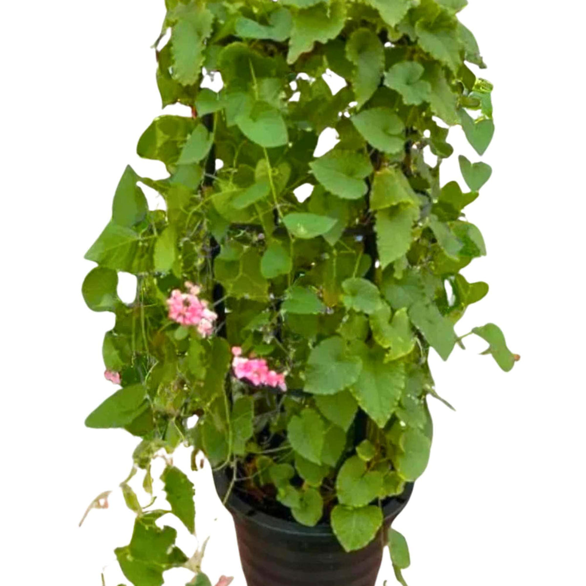 Antigonon leptopus – Adplants