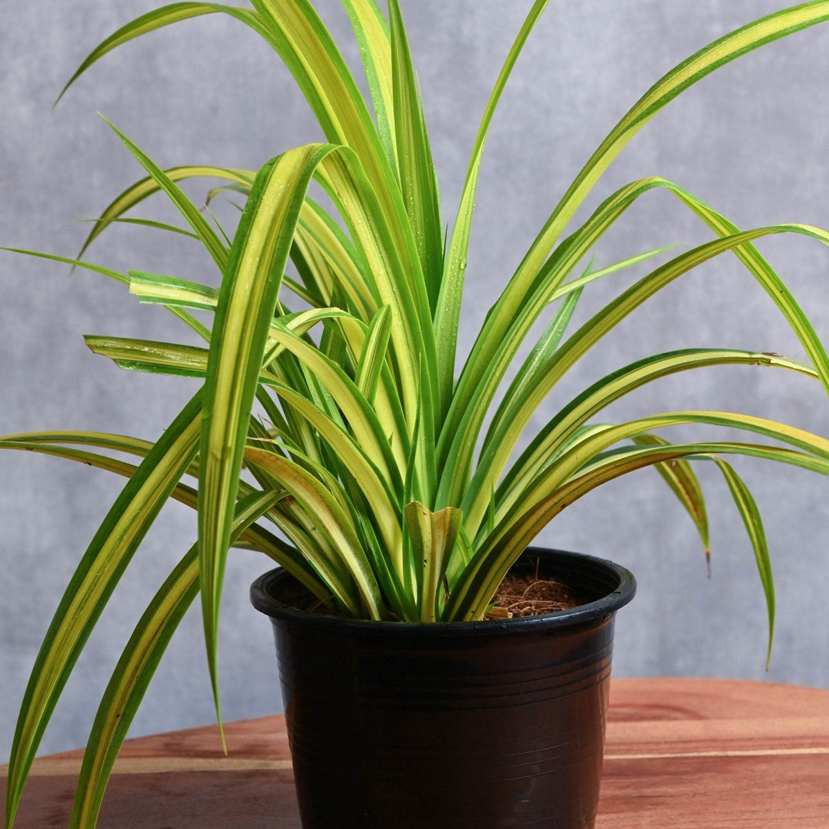 Pandanus baptistii – Umm Al Salsal Trading Flowers & Plants LLC