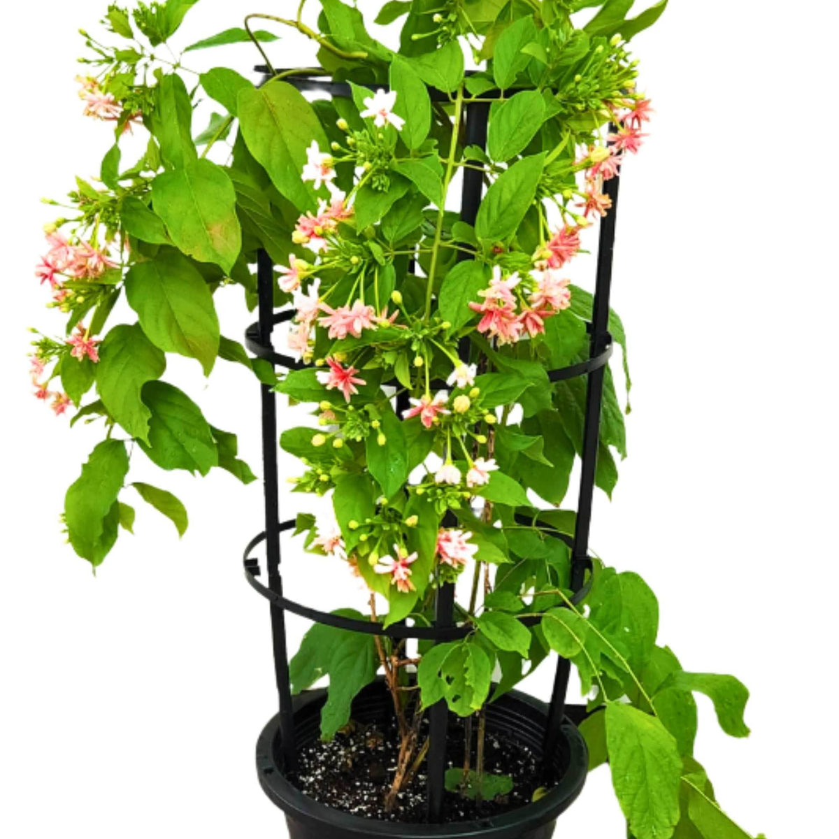 Quisqualis indica - Single Flower – Adplants