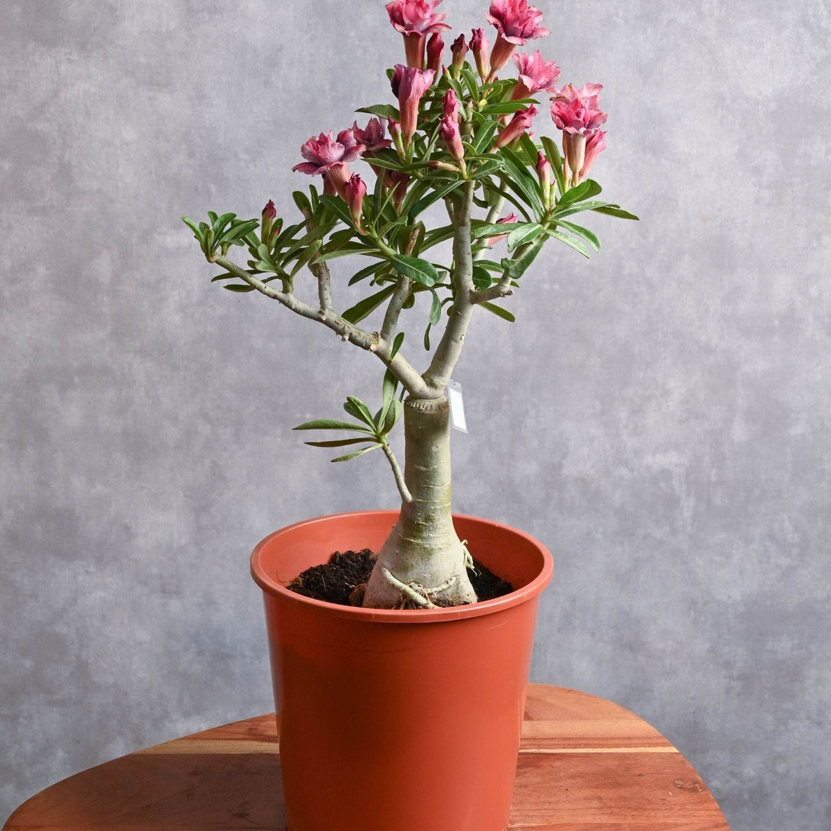 Adenium obesum - Double Flower – adplants