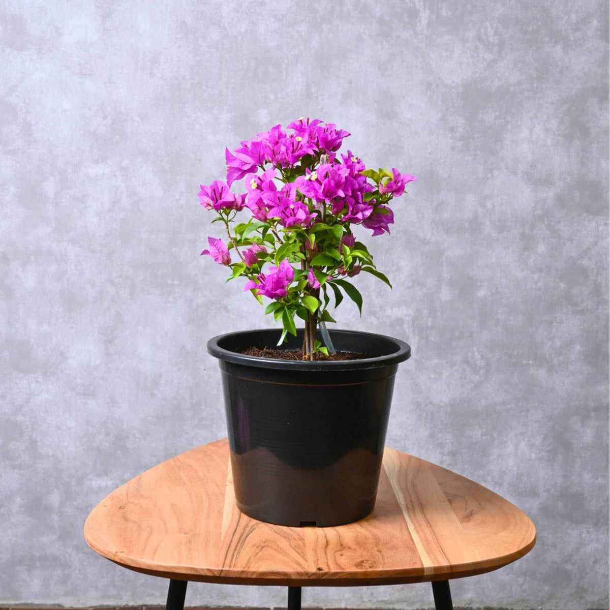 Bougainvillea Alexandra – Adplants