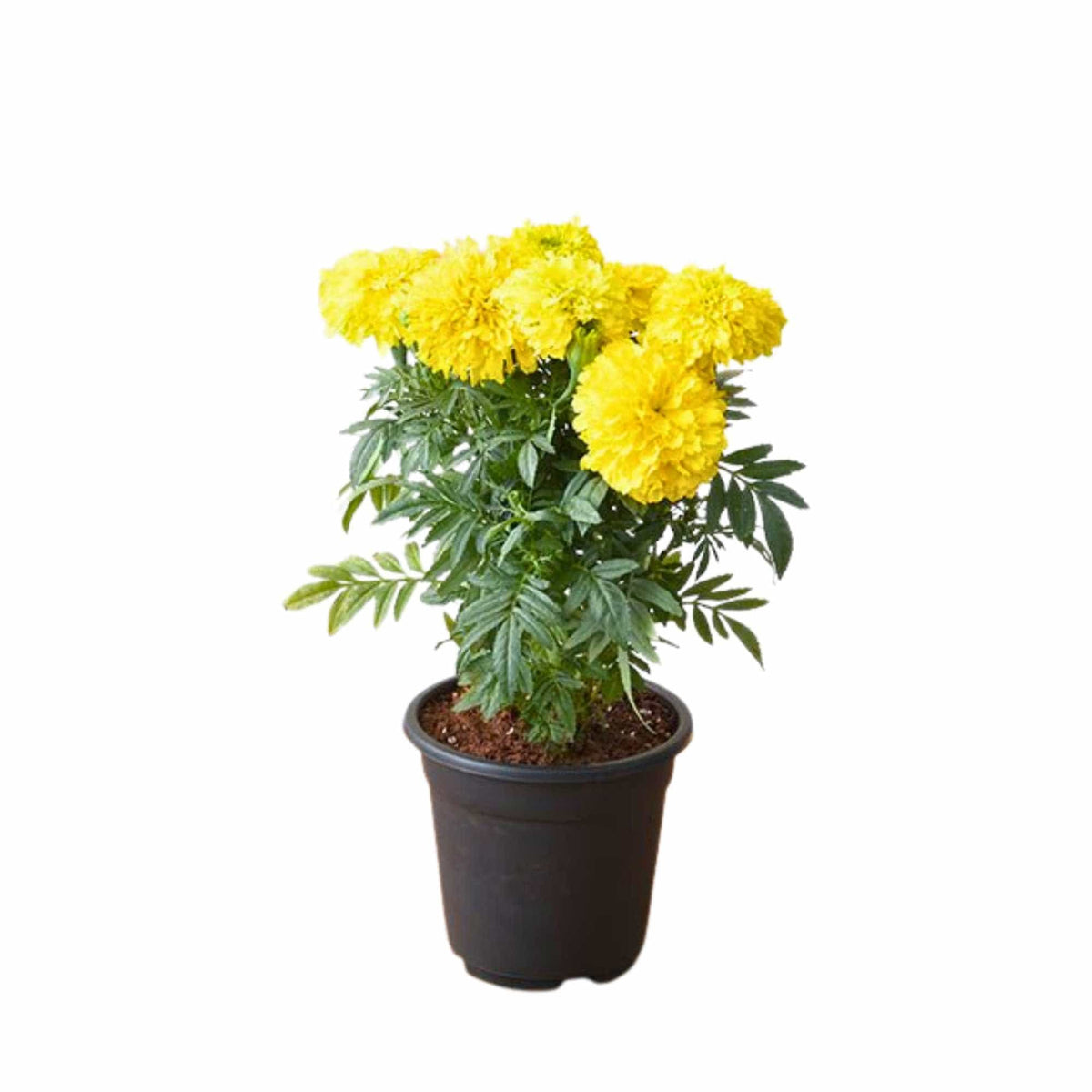 Tagetes spp. – adplants
