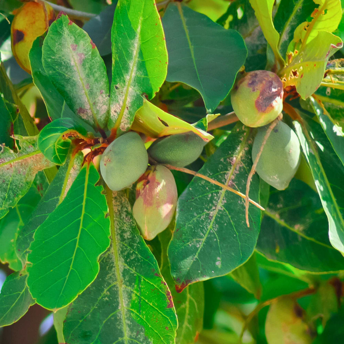 Terminalia catappa – Adplants
