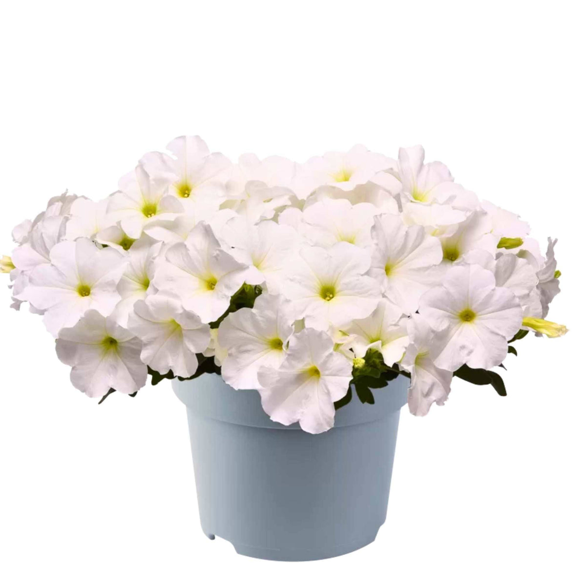 Petunia hybrida – Adplants
