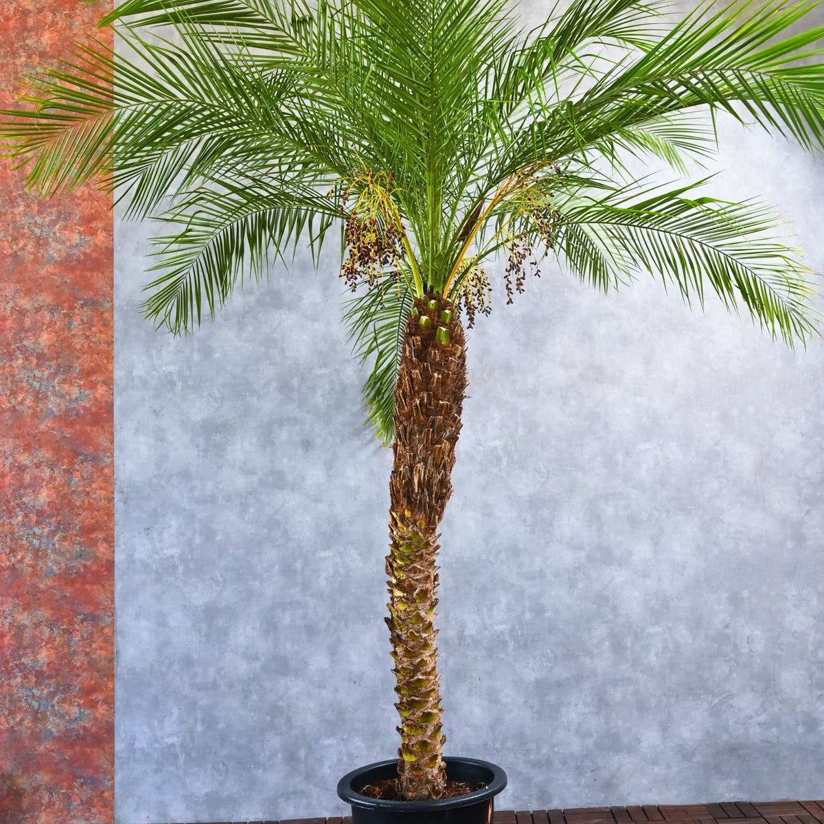 Phoenix roebelenii – Adplants
