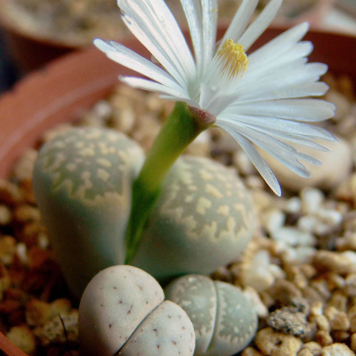 Lithops spp – adplants