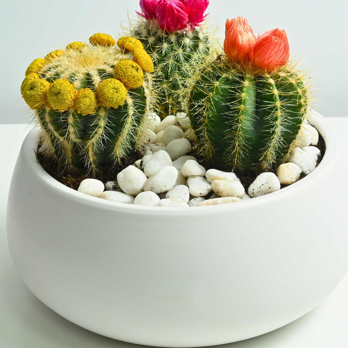 Cactus Trio Bundle in White Ceramic Pot – Adplants