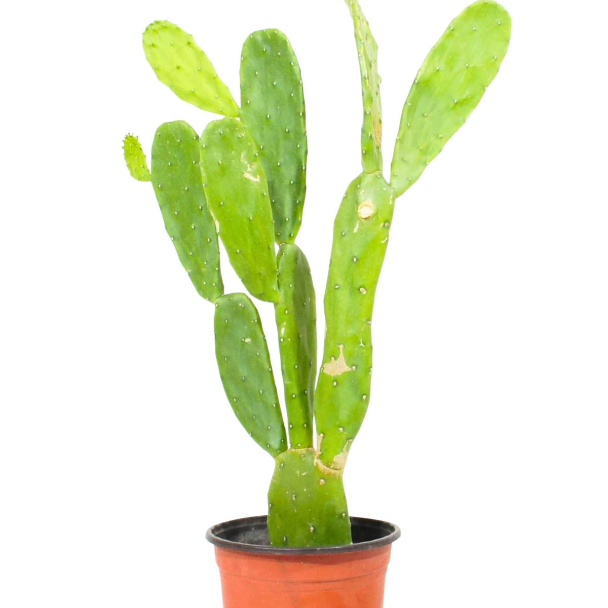 Opuntia spp – Umm Al Salsal Trading Flowers & Plants LLC